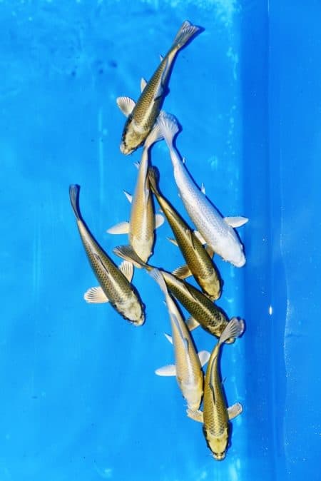 Mukashi Ogon Mix 20cm to 25cm - Clarkes Koi
